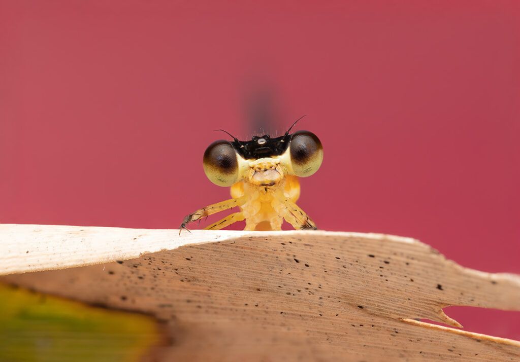 Temakasser Arkiv - SmartSteps2Learn