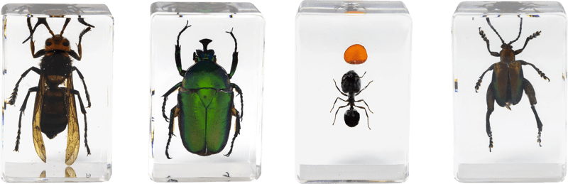 CELESTRON Microscope sample 3D bug Kit #5 - SmartSteps2Learn